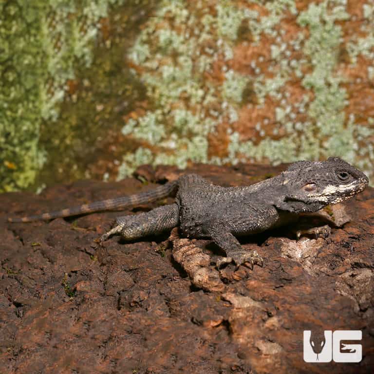 Starred Agamas (Stellagama stellio) For Sale - Underground Reptiles