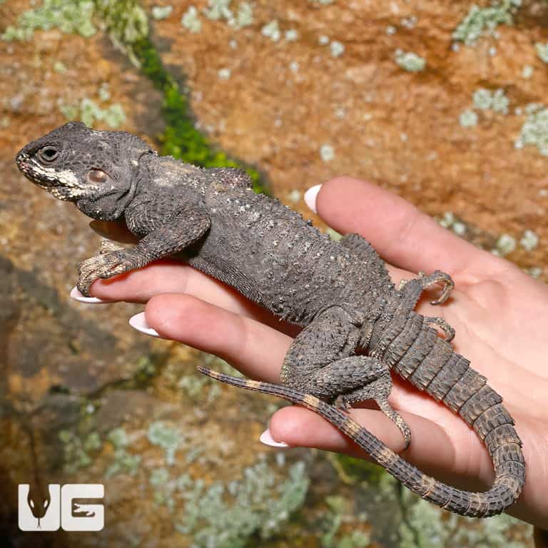 Starred Agamas (Stellagama stellio) For Sale - Underground Reptiles