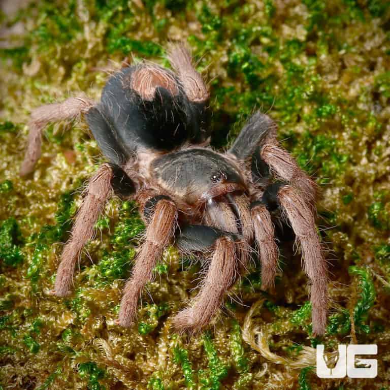 Peruvian Dwarf Red leg Tarantula (cyriocosmus aueri) For Sale ...