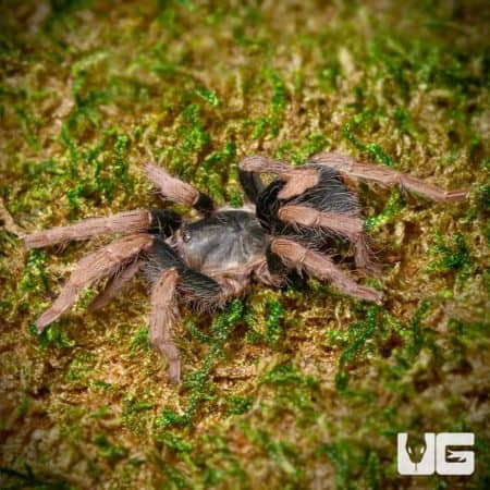 Peruvian Dwarf Red leg Tarantula (cyriocosmus aueri) For Sale ...