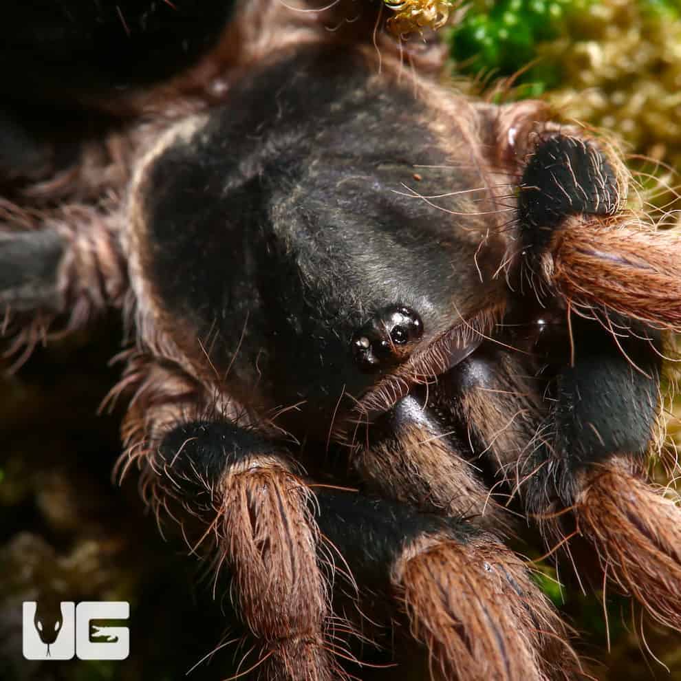 Peruvian Dwarf Red leg Tarantula (cyriocosmus aueri) For Sale ...