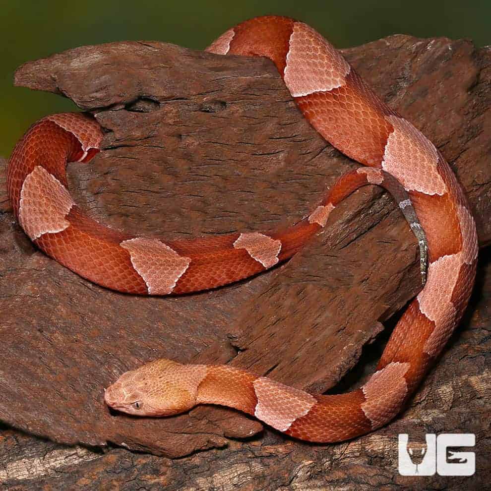 Copperhead Snakes For Sale - Underground Reptiles