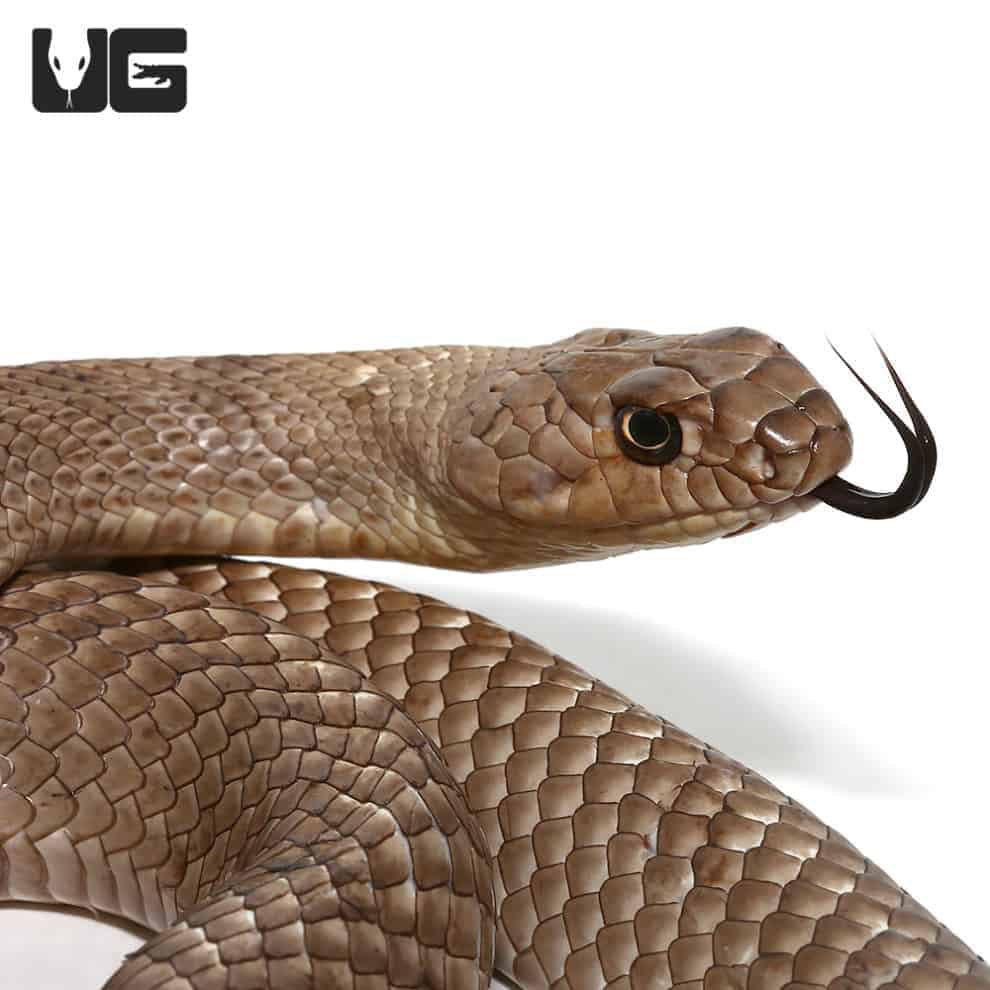 Red Coachwhip Snakes For Sale - Underground Reptiles