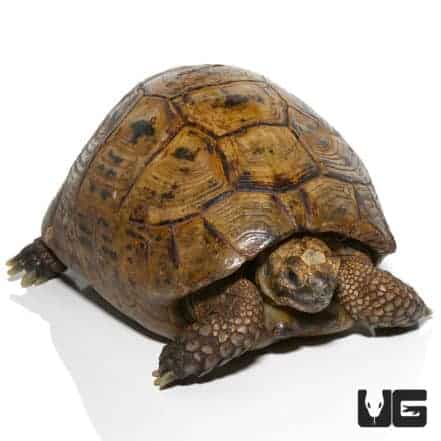 Golden Greek Tortoises For Sale - Underground Reptiles