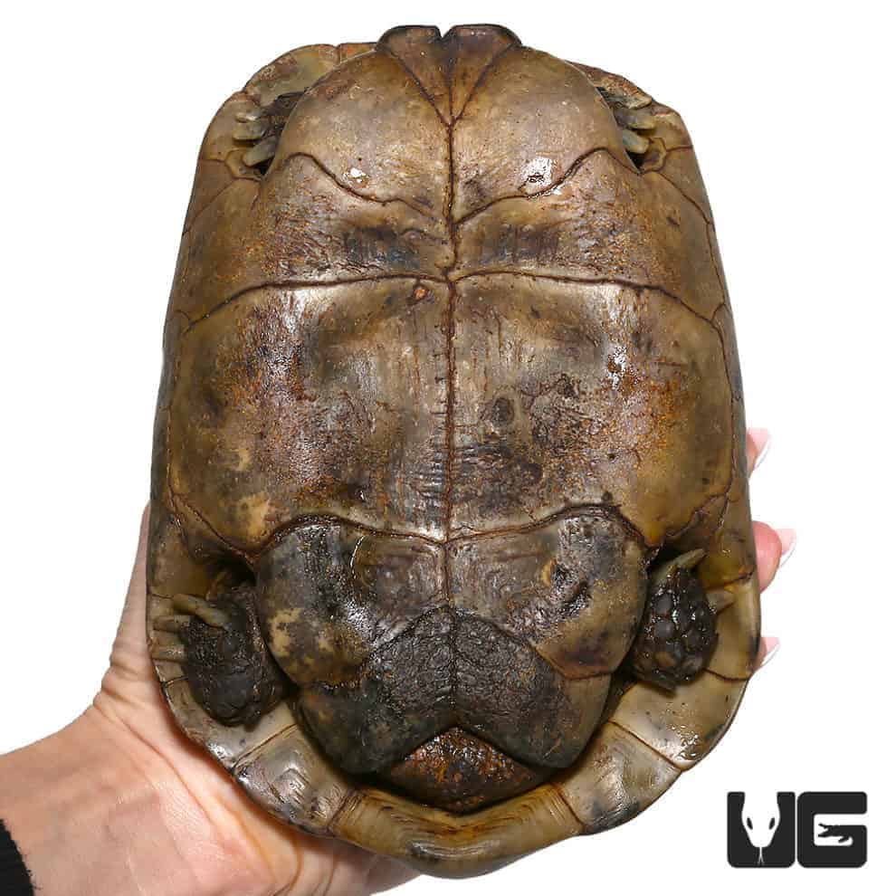 Golden Greek Tortoises For Sale - Underground Reptiles