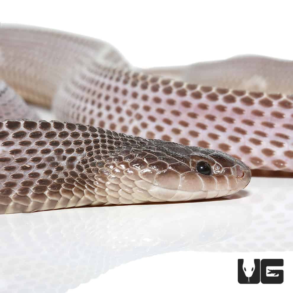African File Snakes (Mehelya crossi) For Sale - Underground Reptiles