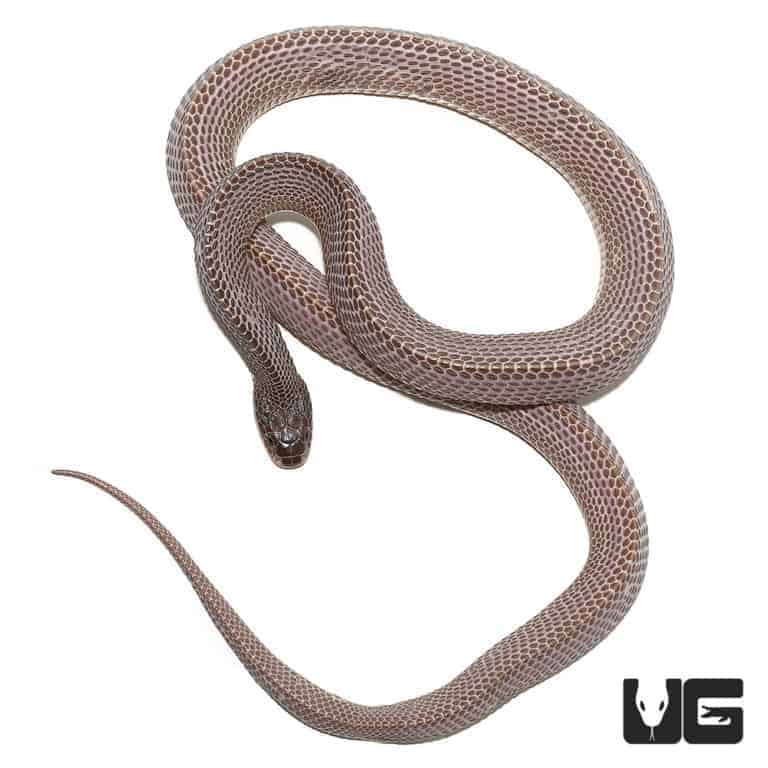 African File Snakes (Mehelya crossi) For Sale - Underground Reptiles