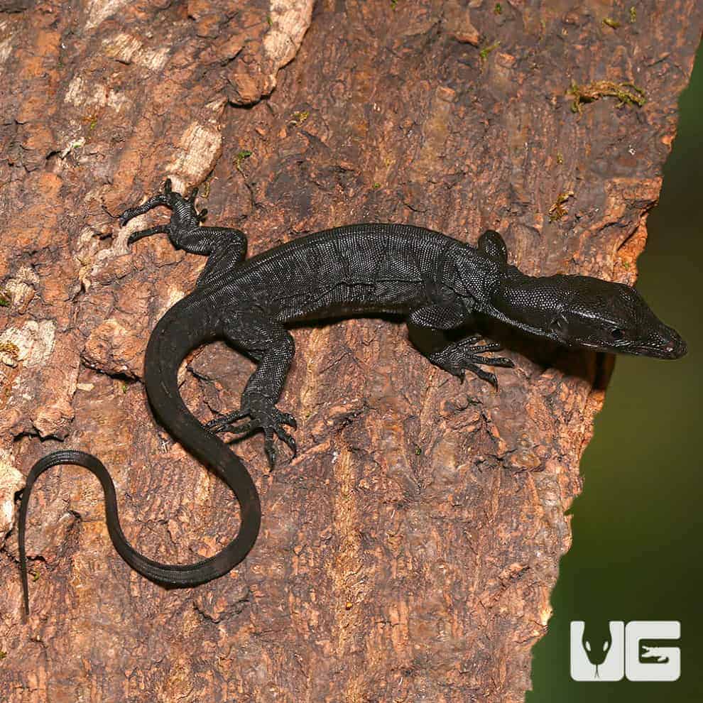 Baby Asian Water Monitors For Sale - Underground Reptiles