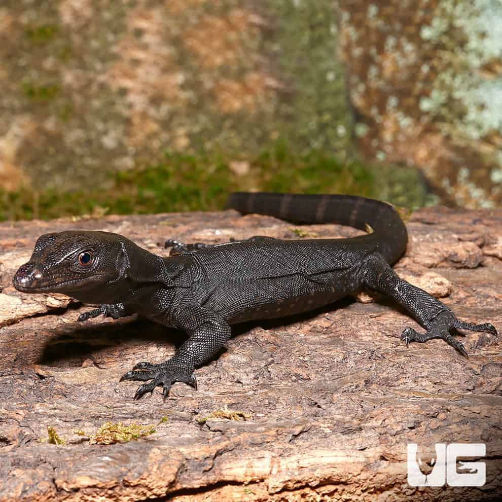 Baby Asian Water Monitors For Sale - Underground Reptiles