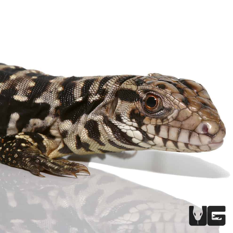 Baby Black Flame Tegu For Sale - Underground Reptiles