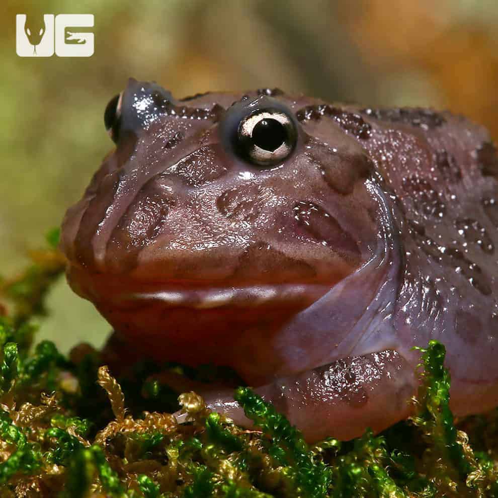 Mutant Black Hole Pacman Frogs for sale - Underground Reptiles