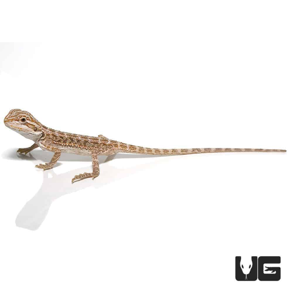 Baby Hypo Leatherback Bearded Dragons For Sale - Underground Reptiles