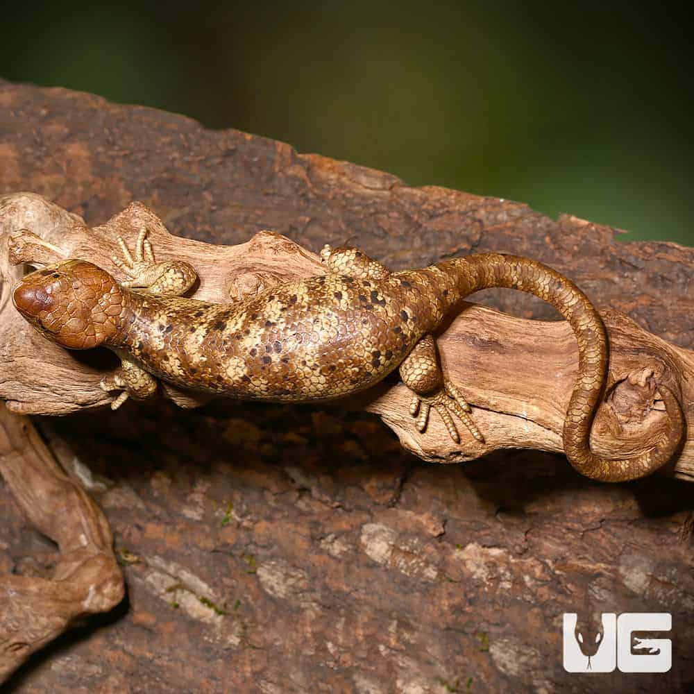 Baby Monkey Tail Skinks (Corucia zebrata) For Sale - Underground Reptiles