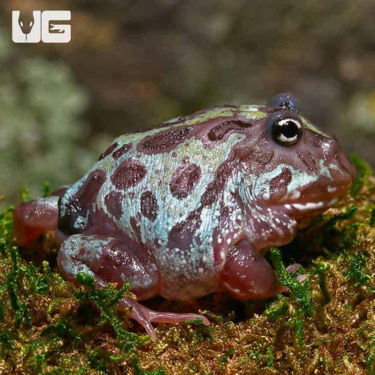 Mutant Nebula Pacman Frogs For Sale - Underground Reptiles