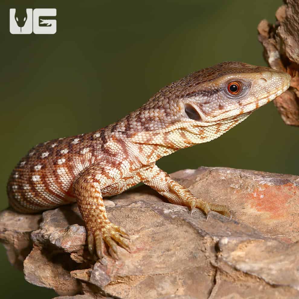 Baby Savannah Monitors For Sale - Underground Reptiles