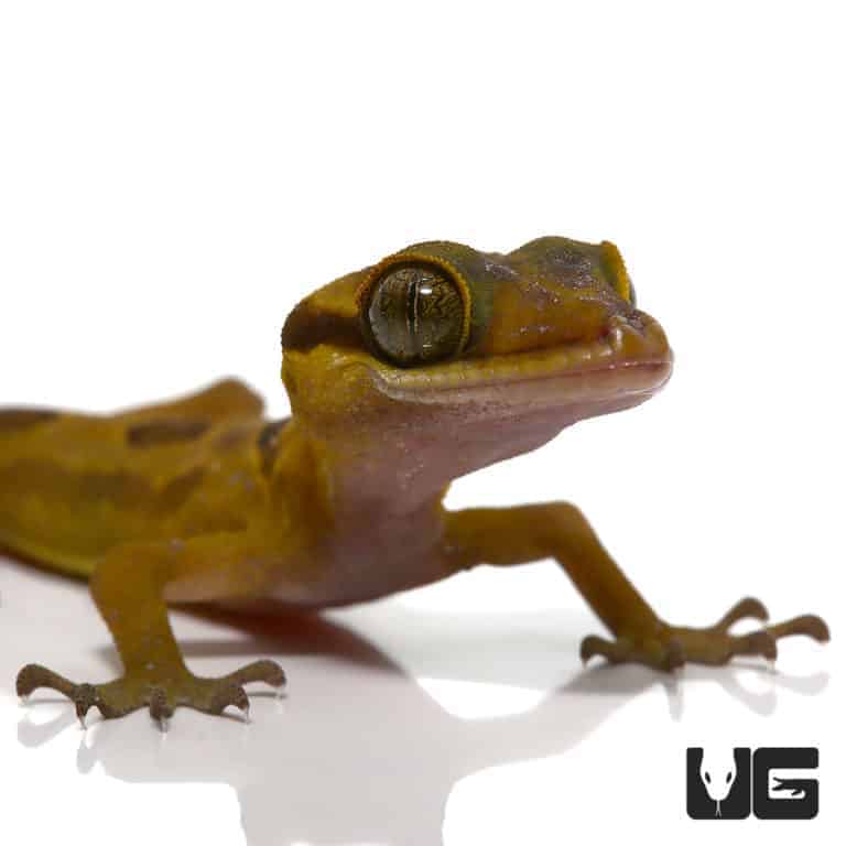 White Lined Geckos For Sale - Underground Reptiles