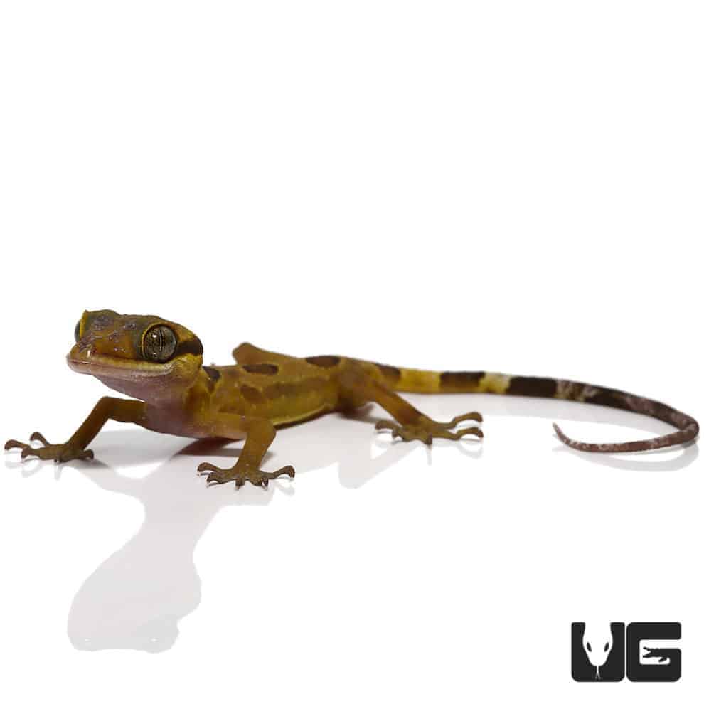 White Lined Geckos For Sale - Underground Reptiles