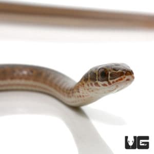 Baby Eastern Garter Snakes For Sale - Underground Reptiles
