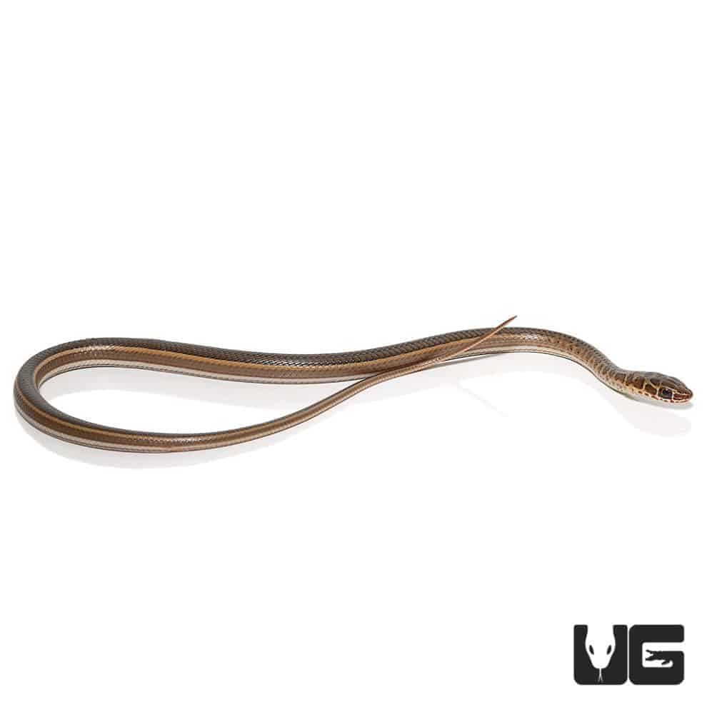 Baby Eastern Garter Snakes For Sale - Underground Reptiles