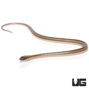 Baby Eastern Garter Snakes For Sale - Underground Reptiles