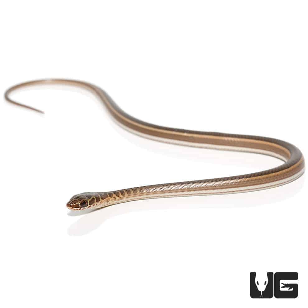 Baby Eastern Garter Snakes For Sale - Underground Reptiles
