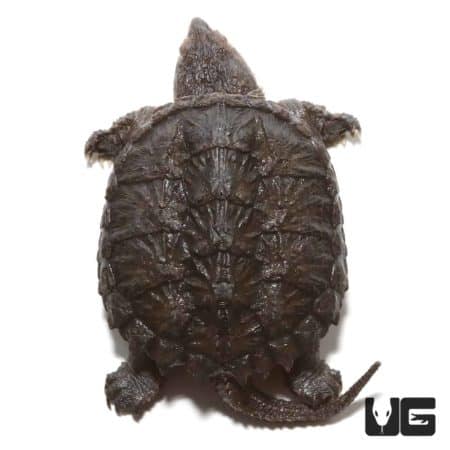 Turtles For Sale - Underground Reptiles
