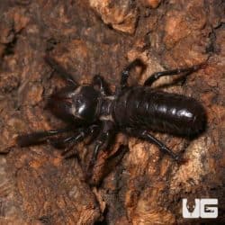 Sun Spider (Solifugae sp) For Sale - Underground Reptiles
