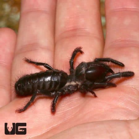 Sun Spider (Solifugae sp) For Sale - Underground Reptiles