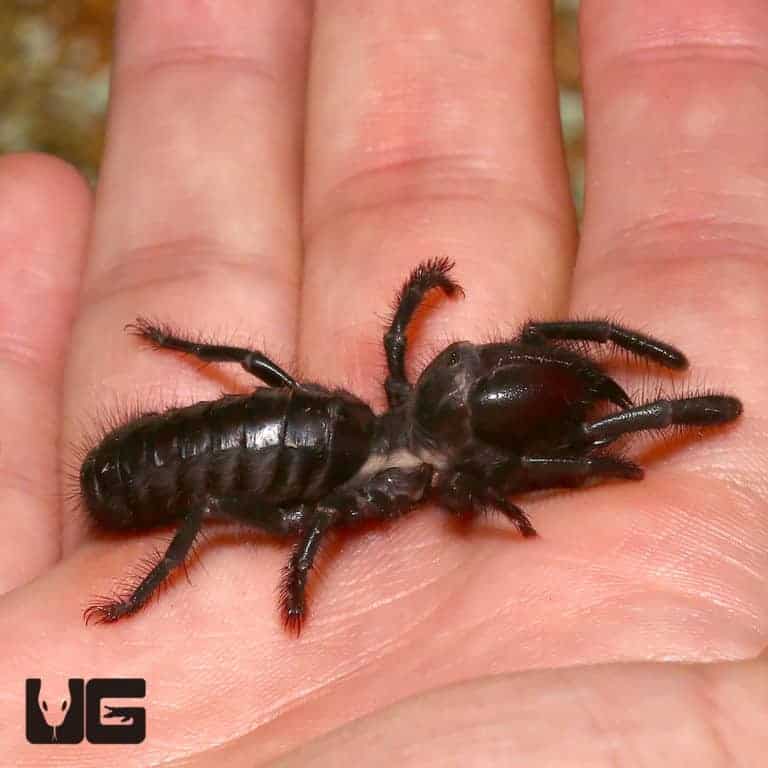 Sun Spider (Solifugae sp) For Sale - Underground Reptiles