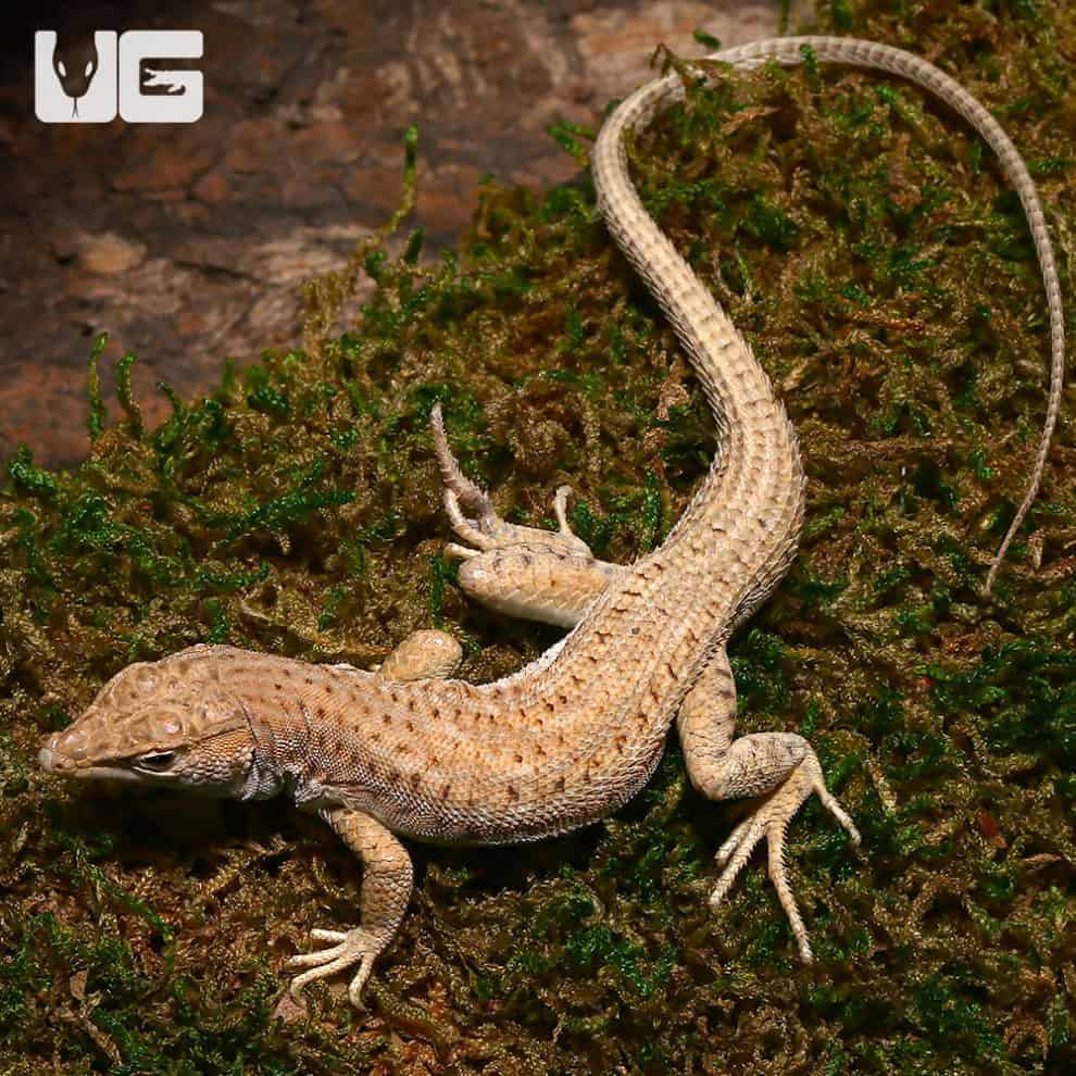 Bosc's Fringe Fingered Lizard (Acanthodactylus boskianus) For Sale ...