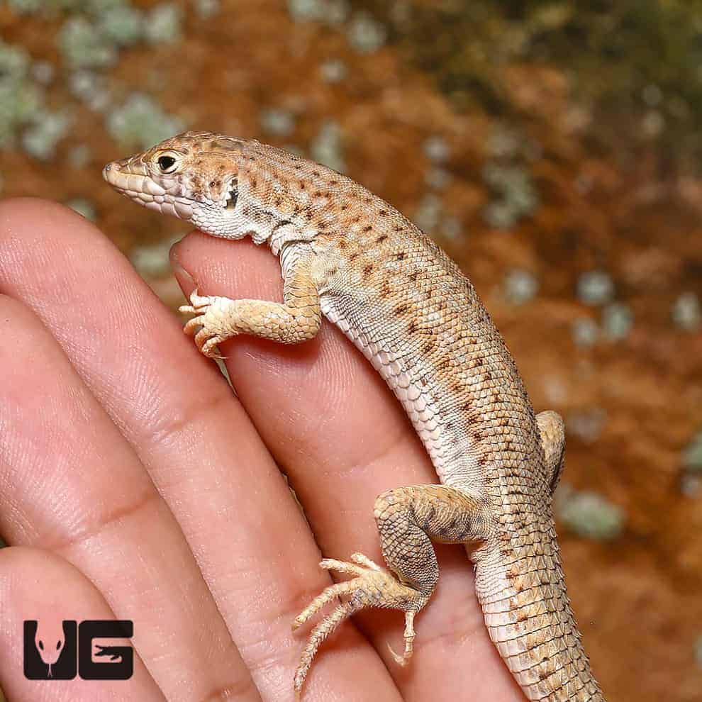 Bosc's Fringe Fingered Lizard (Acanthodactylus boskianus) For Sale ...