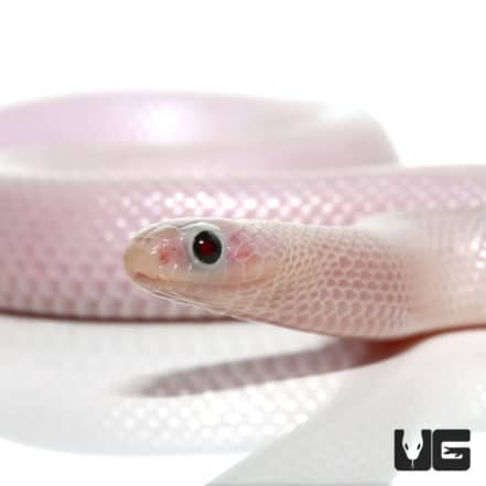white sided ghost brooks kingsnake Archives - Underground Reptiles