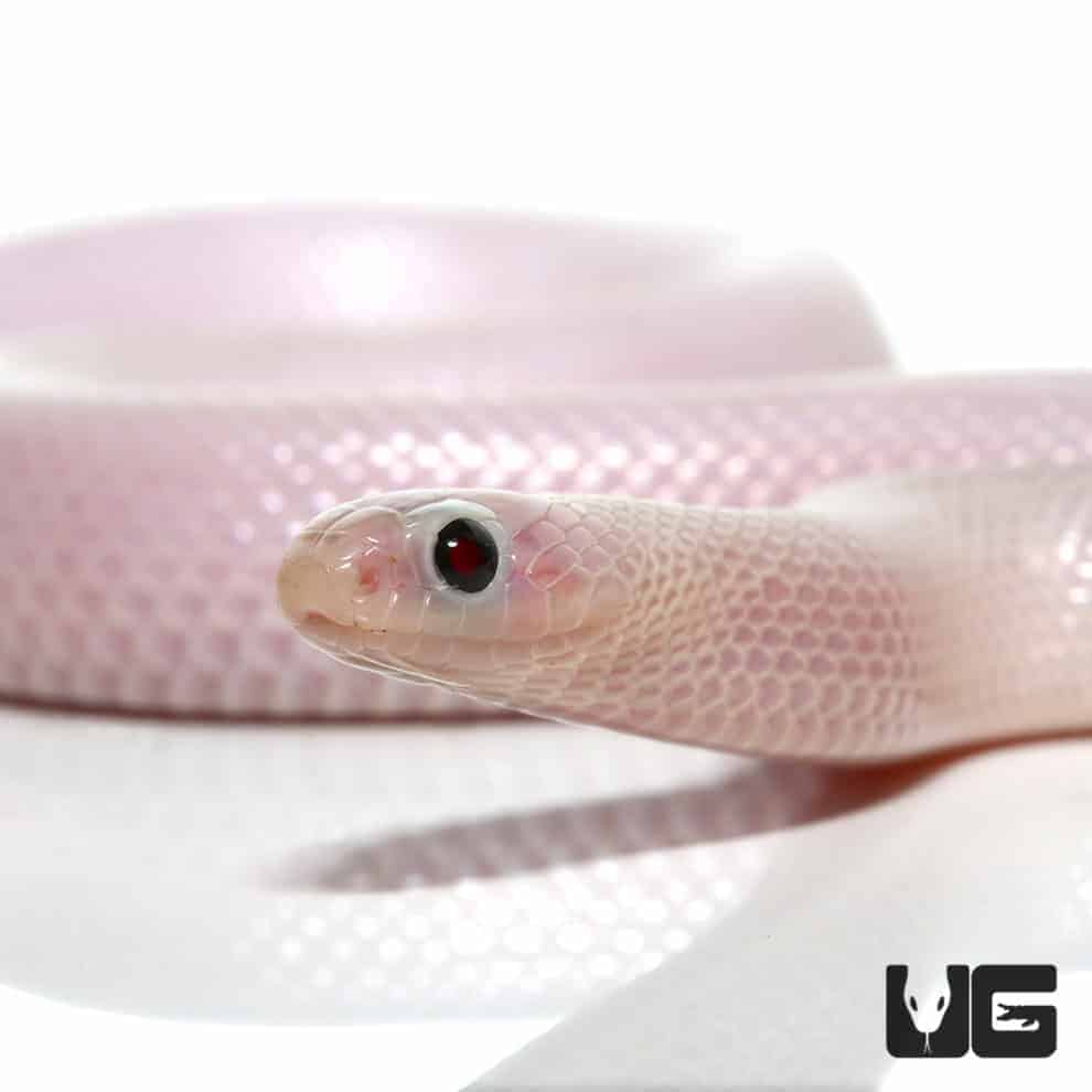 Female Florida Hypo White Sided Ghost Kingsnakes (Lampropeltis getula ...