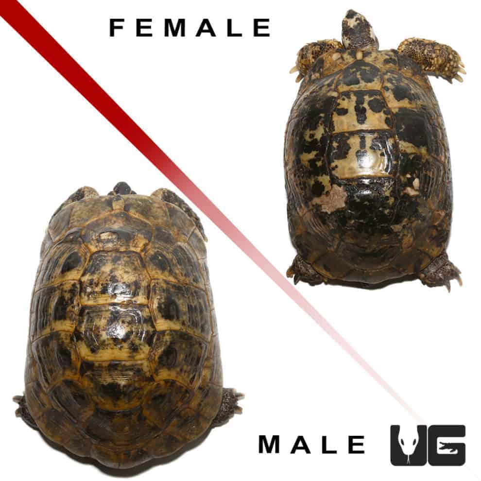 Moroccan Greek Tortoises (Testudo graeca) For Sale - Underground Reptiles