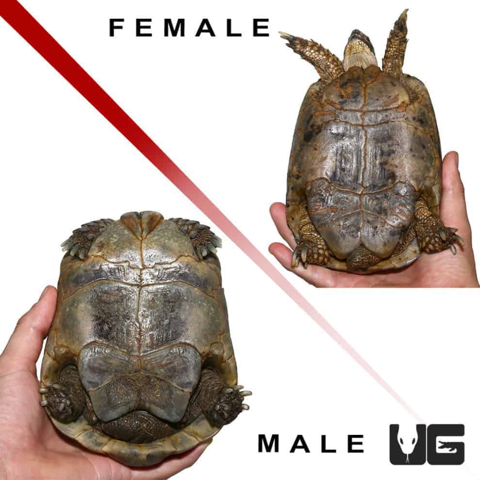 Moroccan Greek Tortoises (Testudo graeca) For Sale - Underground Reptiles