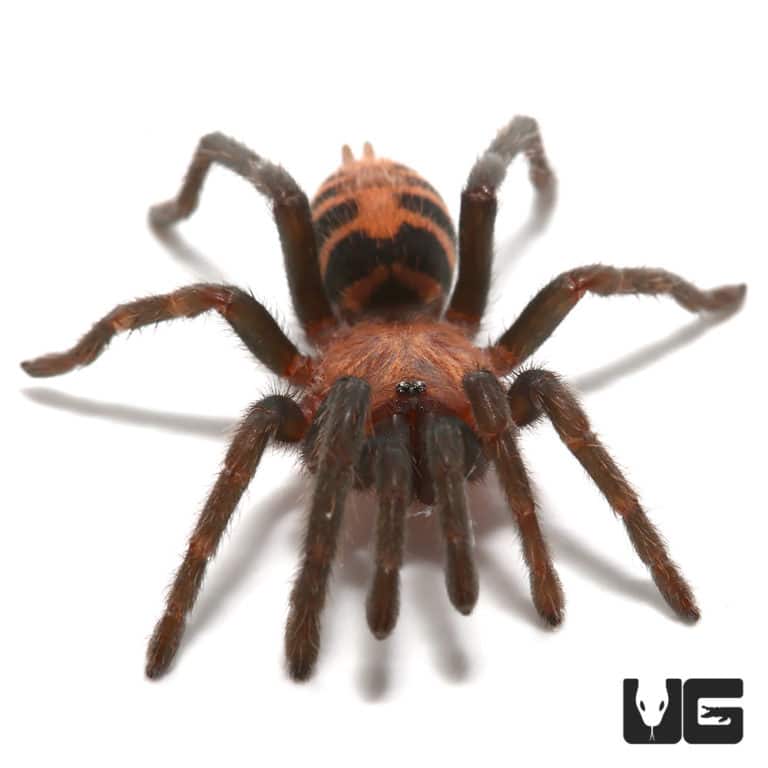 Guatemalan Tiger Rump Tarantula (Davus pentaloris) For Sale ...