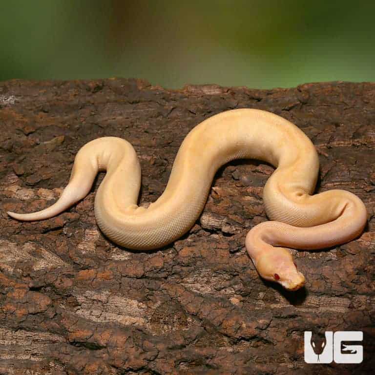 Baby Ball Pythons For Sale - Underground Reptiles