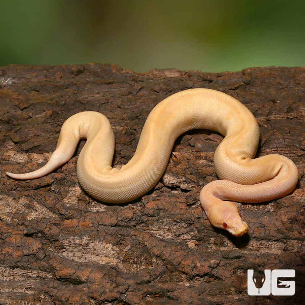 Baby Ball Pythons For Sale - Underground Reptiles