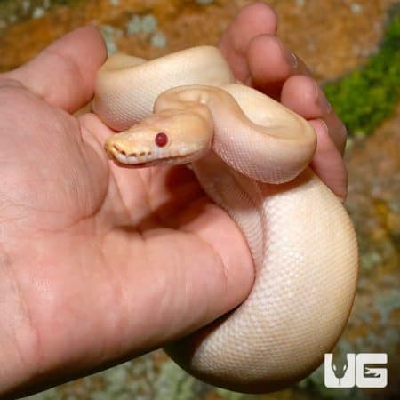 Baby Ball Pythons For Sale - Underground Reptiles