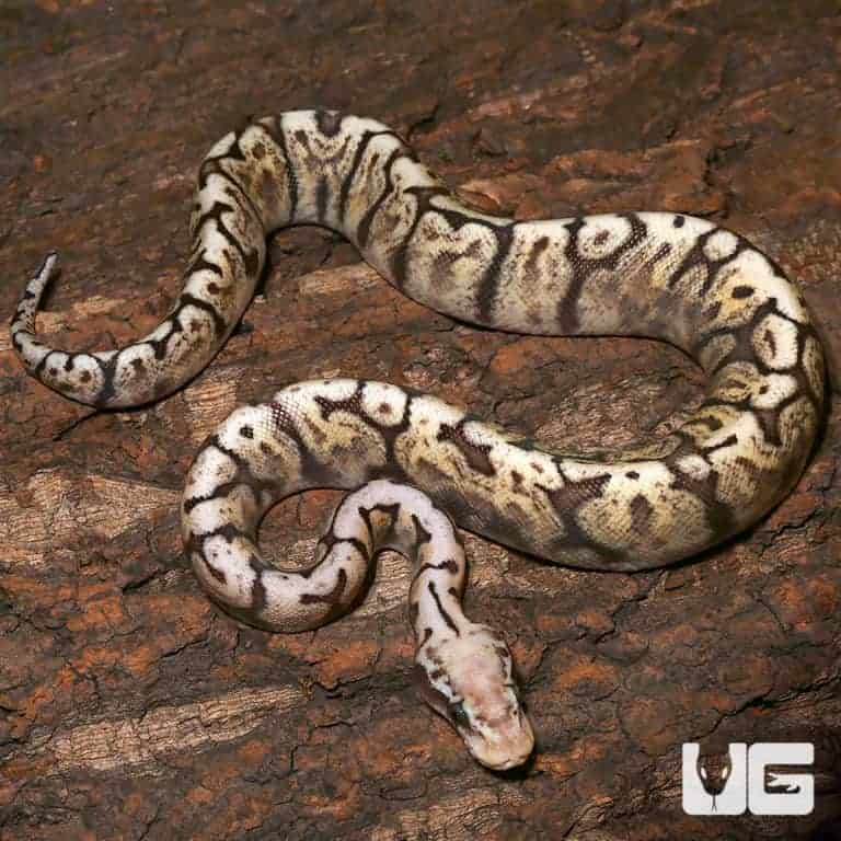 Baby GHI Pewter Ball Python For Sale - Underground Reptiles