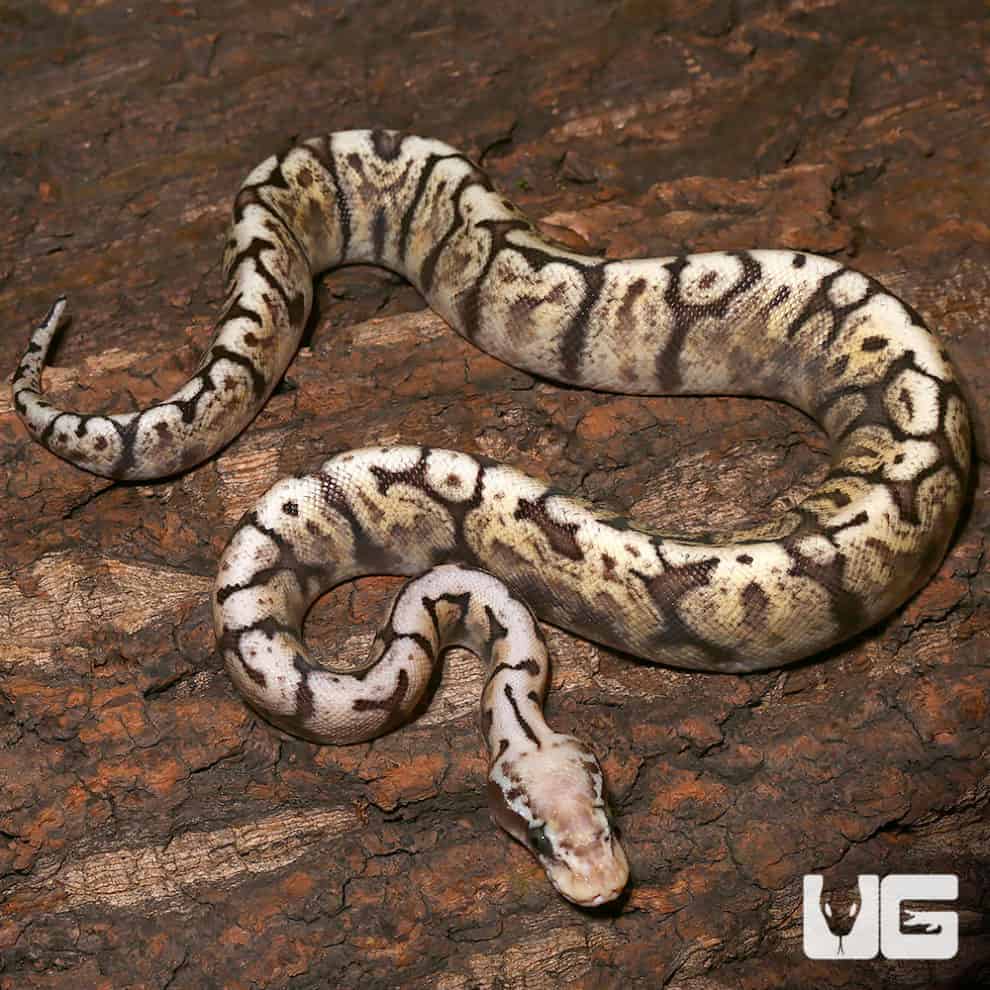 Baby GHI Pewter Ball Python For Sale - Underground Reptiles