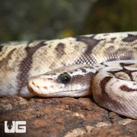 Baby GHI Pewter Ball Python For Sale - Underground Reptiles