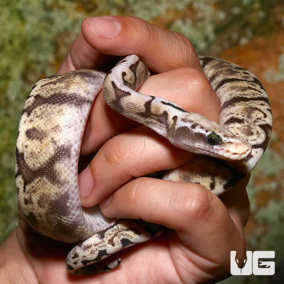 Baby GHI Pewter Ball Python For Sale - Underground Reptiles