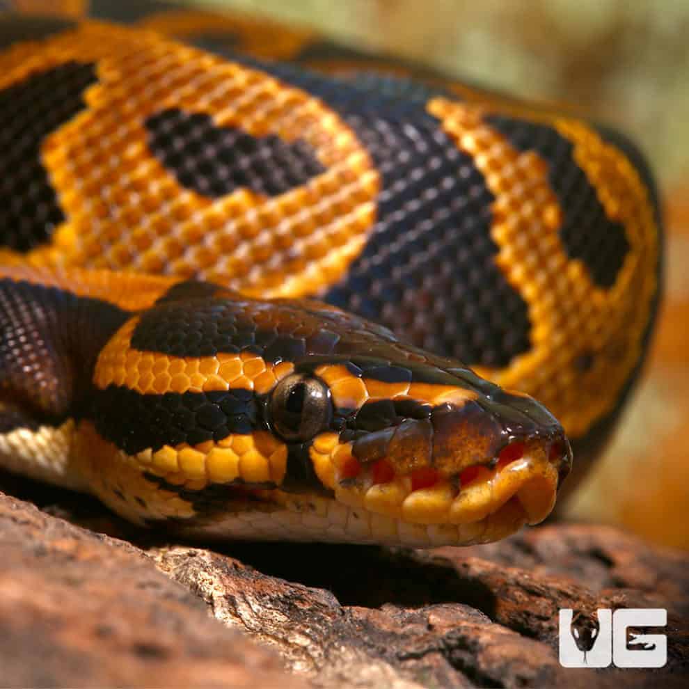 Male Leopard Yellowbelly Het Pied Ringer Ball Python For Sale ...