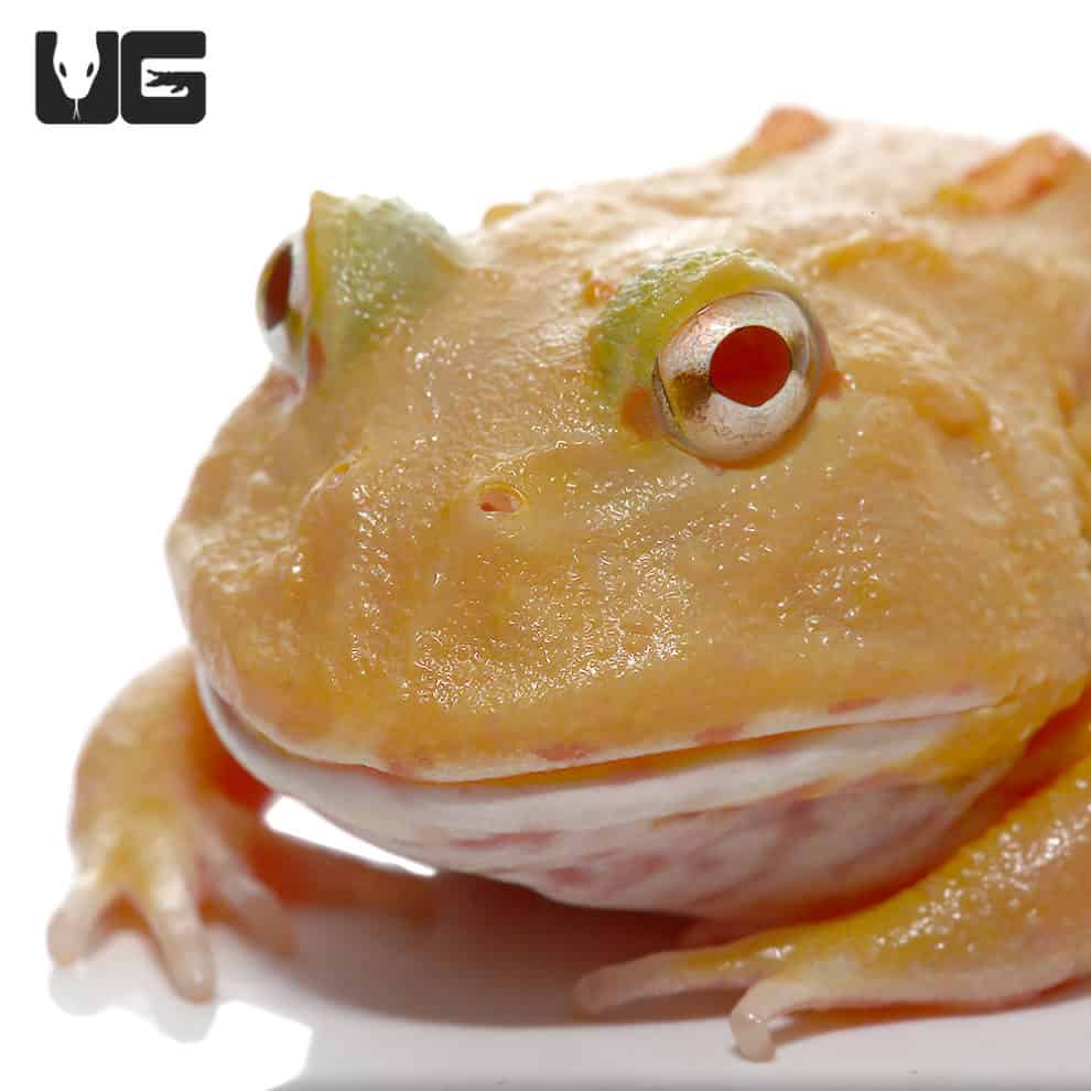 Pikachu Pacman Frogs for sale - Underground Reptiles