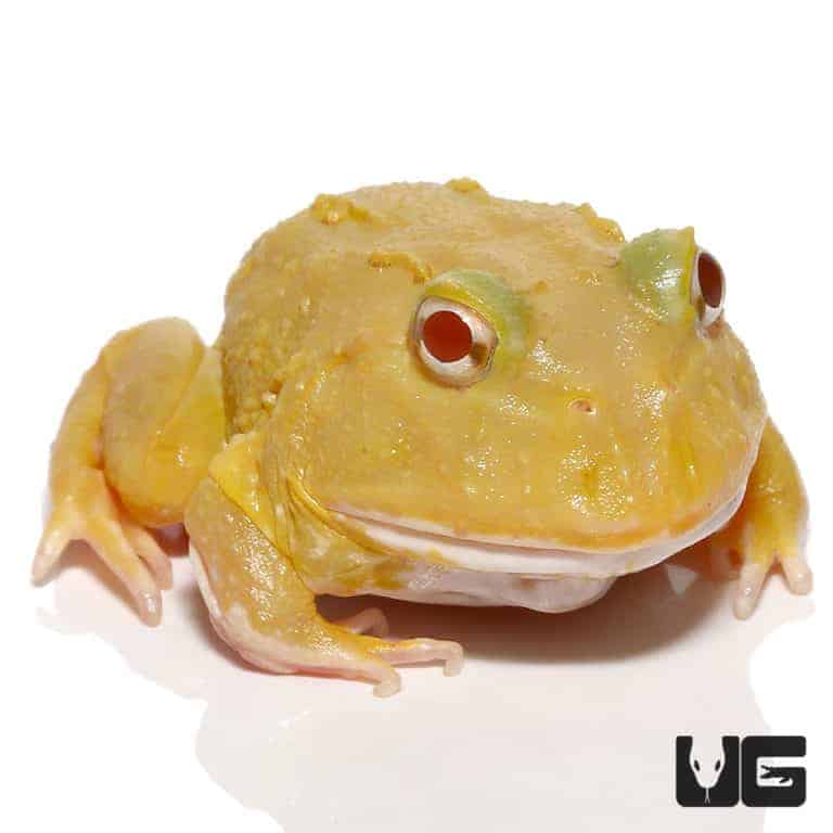 Super Pikachu Pacman Frogs for sale - Underground Reptiles