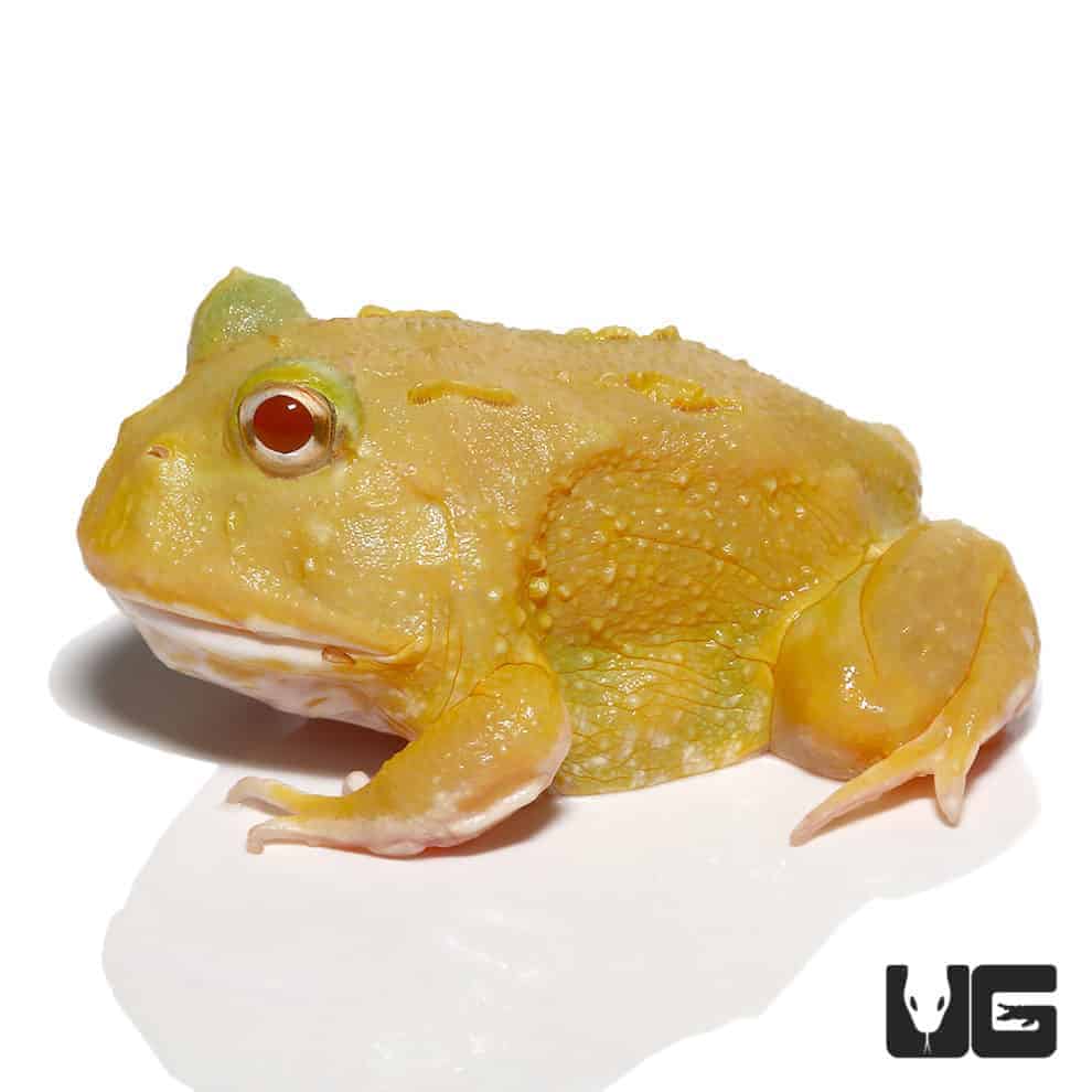 Super Pikachu Pacman Frogs for sale - Underground Reptiles