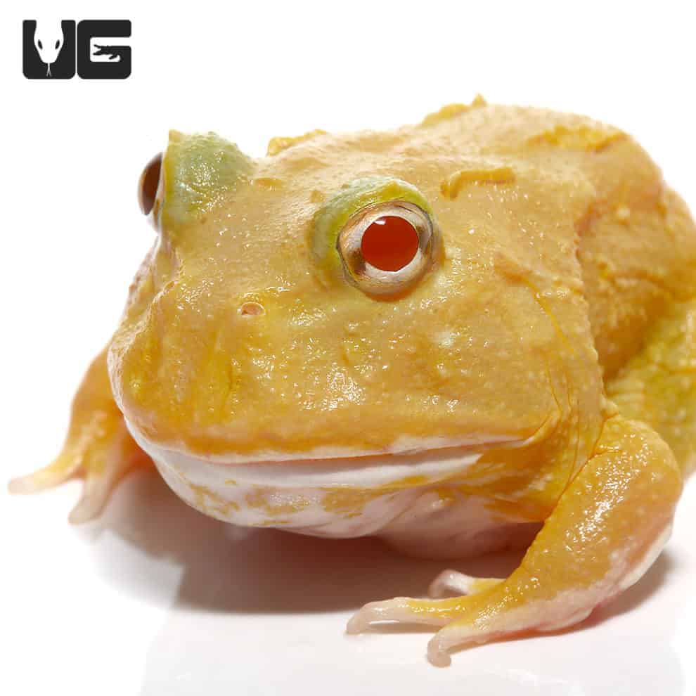 Super Pikachu Pacman Frogs for sale - Underground Reptiles