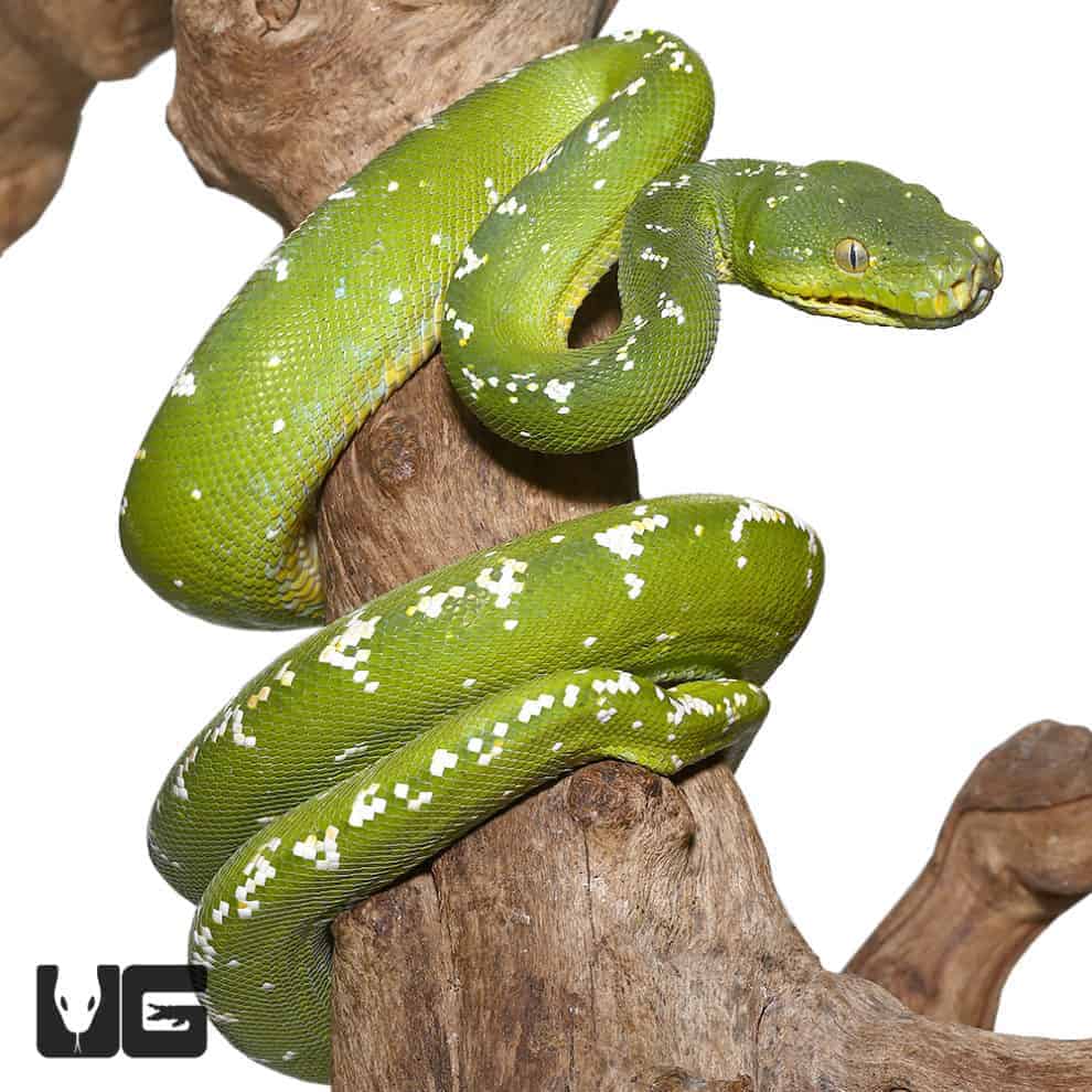 Adult Aru Green Tree Python for sale - Underground Reptiles