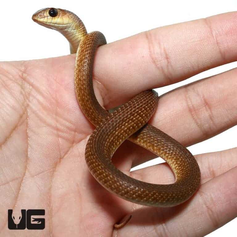 Baby Red Beaked Sankes for sale - Underground Reptiles